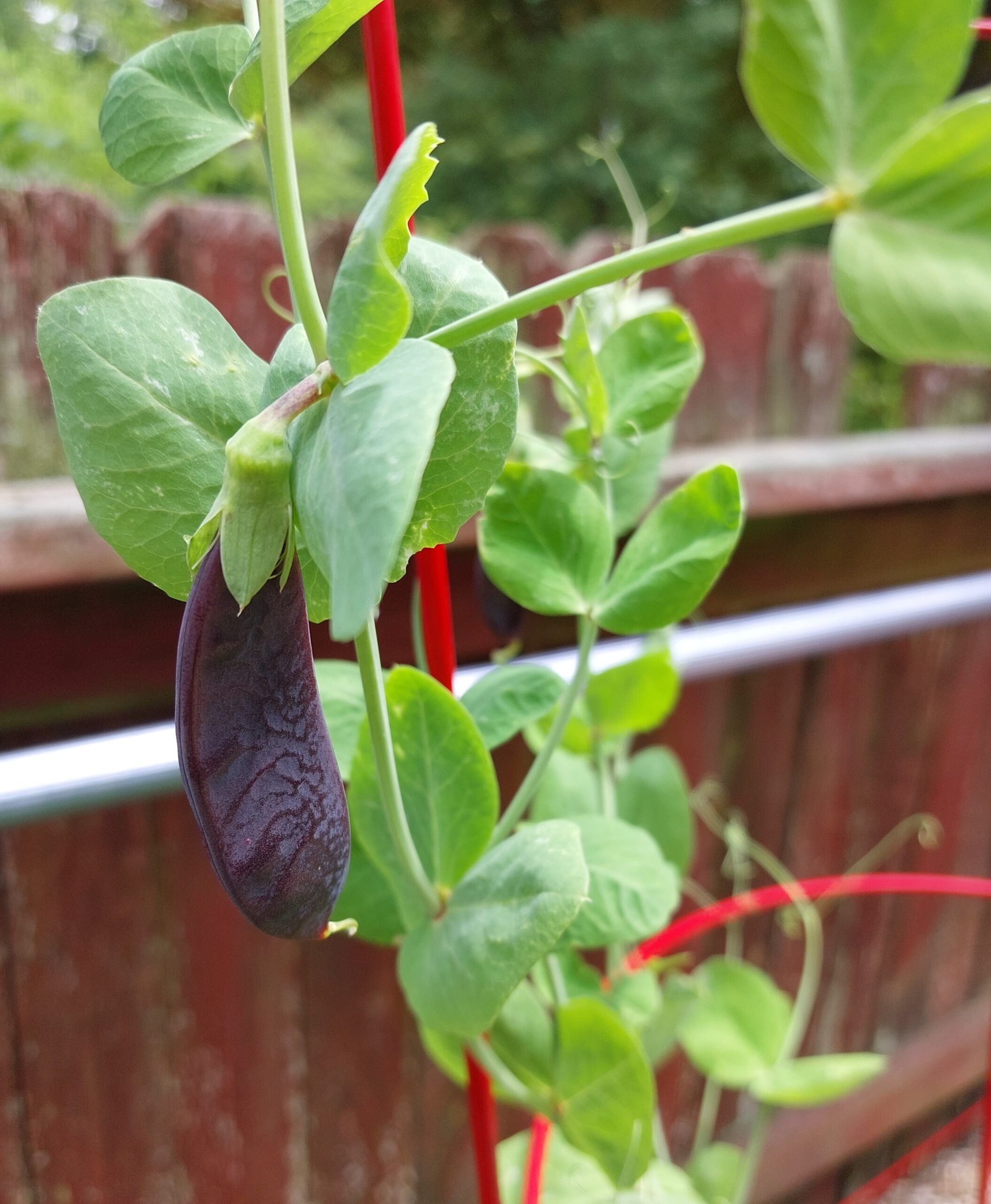 Peas and Ancient History – Homesteader Next Door